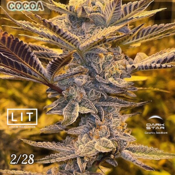 LIT FARMS – HOT COCO – Darkstar Seedbank
