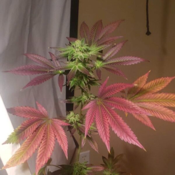 DANK FLOW GENETICS – Darkstar Seedbank