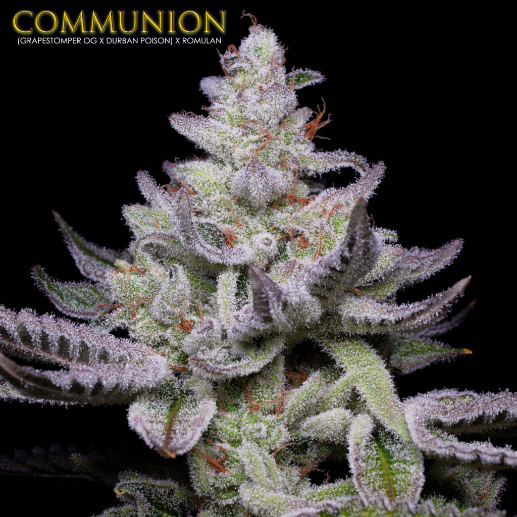 Romulan Genetics – Darkstar Seedbank