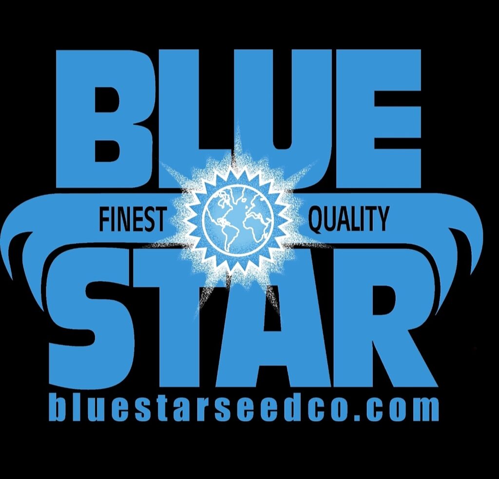 BLUE STAR SEED CO – RASPBERRY PINES – Darkstar Seedbank
