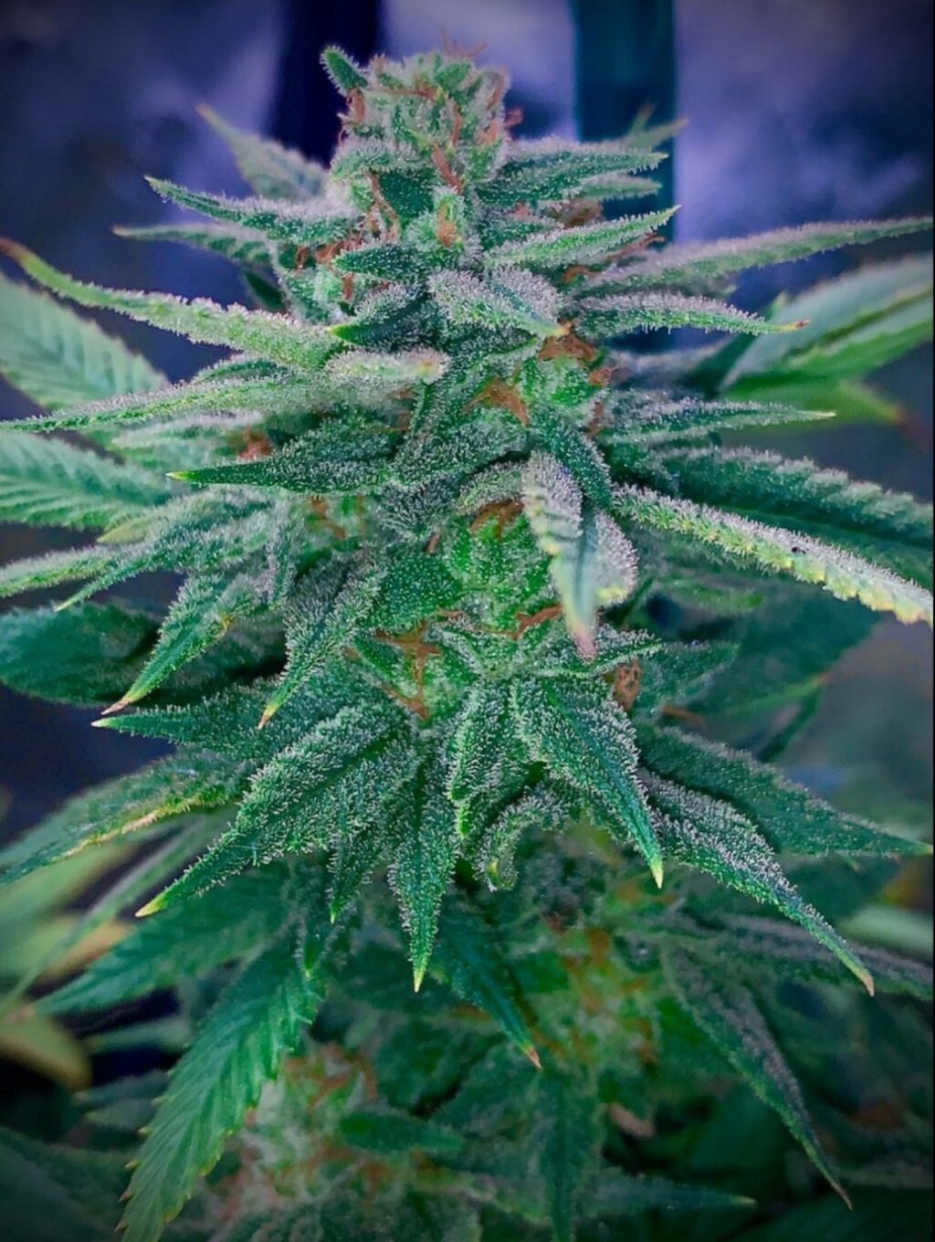 U.F.O GENETICS – FIRE SKUNK BREATH – Darkstar Seedbank