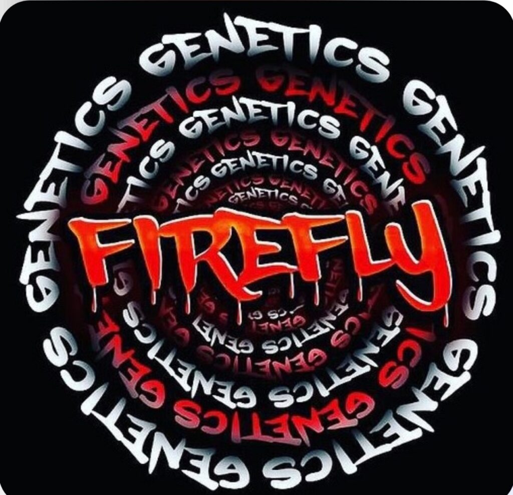 FIREFLY GENETICS – BLUEBERRY SCHNAPPS – Darkstar Seedbank